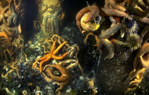 Scientists now link massive starfish die-off, warming ocean | The ...