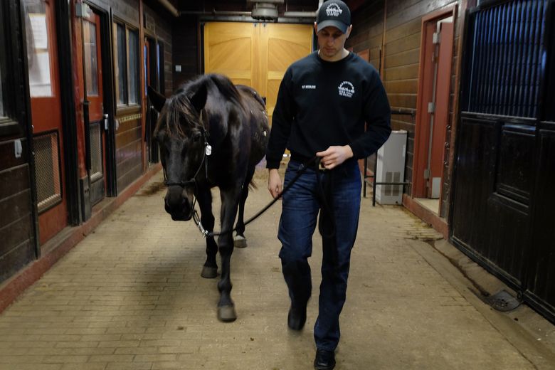 Horses Who Need Homes