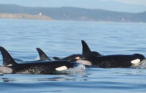 Feds reviewing endangered-species status for orcas | The Seattle Times