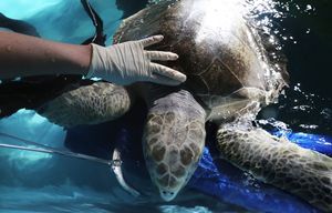 With Seattle Aquarium’s help, stranded sea turtle makes dramatic ...