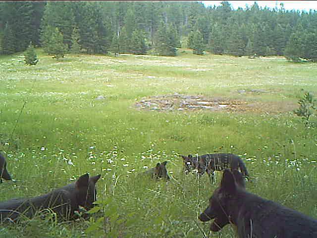 Four new wolf packs recorded in state | The Seattle Times