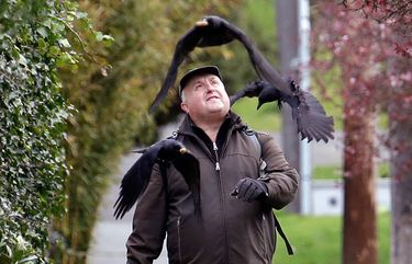 Crow funerals unlock secrets about bird brains | The Seattle Times