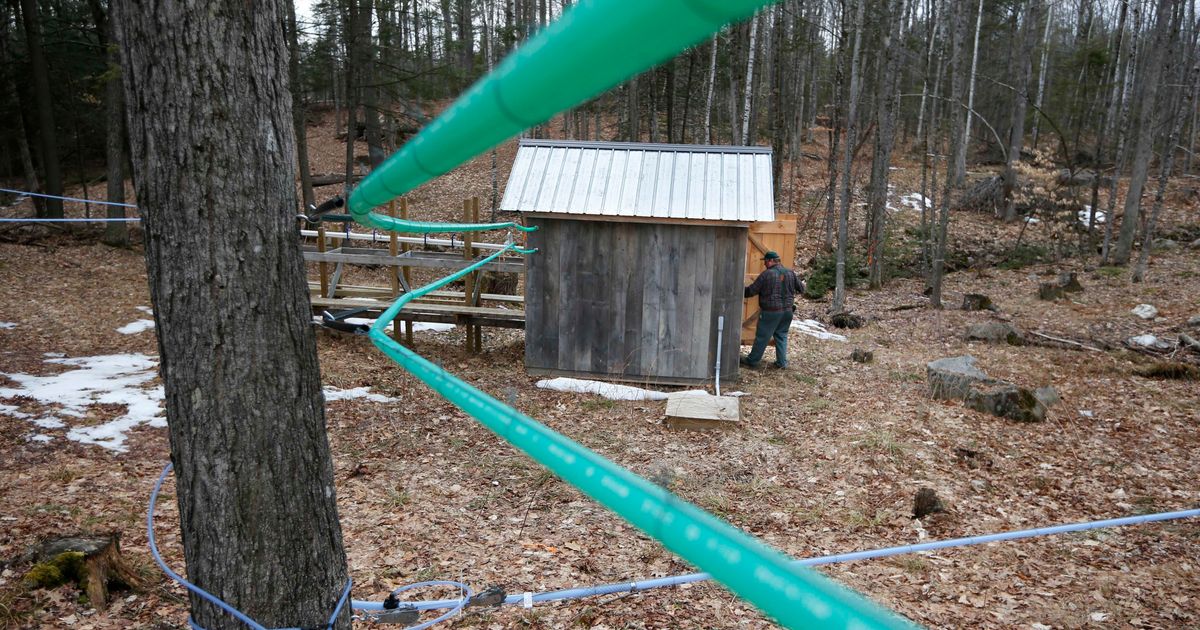 Maple syrup-makers say warm winter may hurt production | The Seattle Times