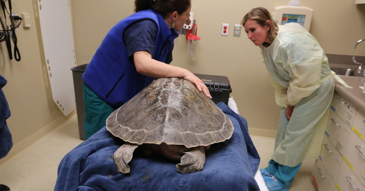 Lucky sea turtle gets special treatment at Virginia Mason facility ...
