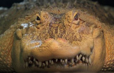 Humans, reptiles get up close and personal | The Seattle Times