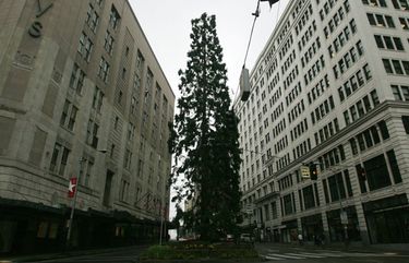 Crowded roots put downtown sequoia in a pinch | The Seattle Times