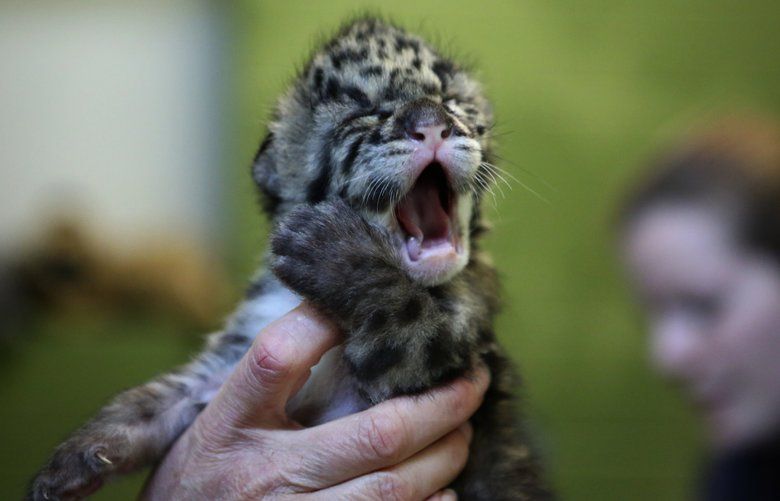 Say hello to three rare clouded leopard cubs at Point Defiance Zoo & Aquarium | The Seattle Times
