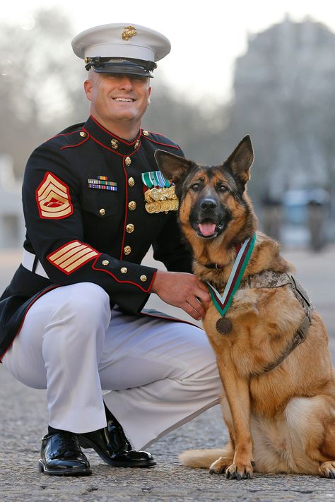 US Marine Corps dog named Lucca who saved lives wins prize | The ...