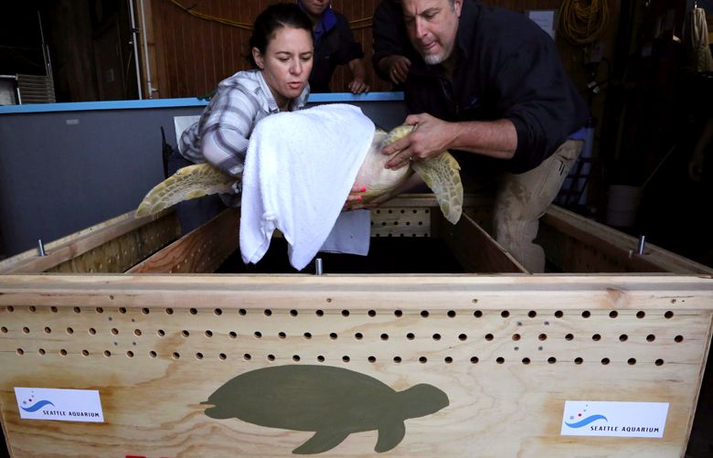 Tucker the Turtle goes to SeaWorld | The Seattle Times