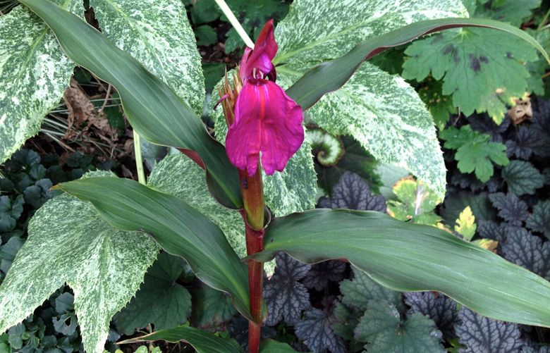 Add an exotic touch to your garden with Roscoea | The Seattle Times