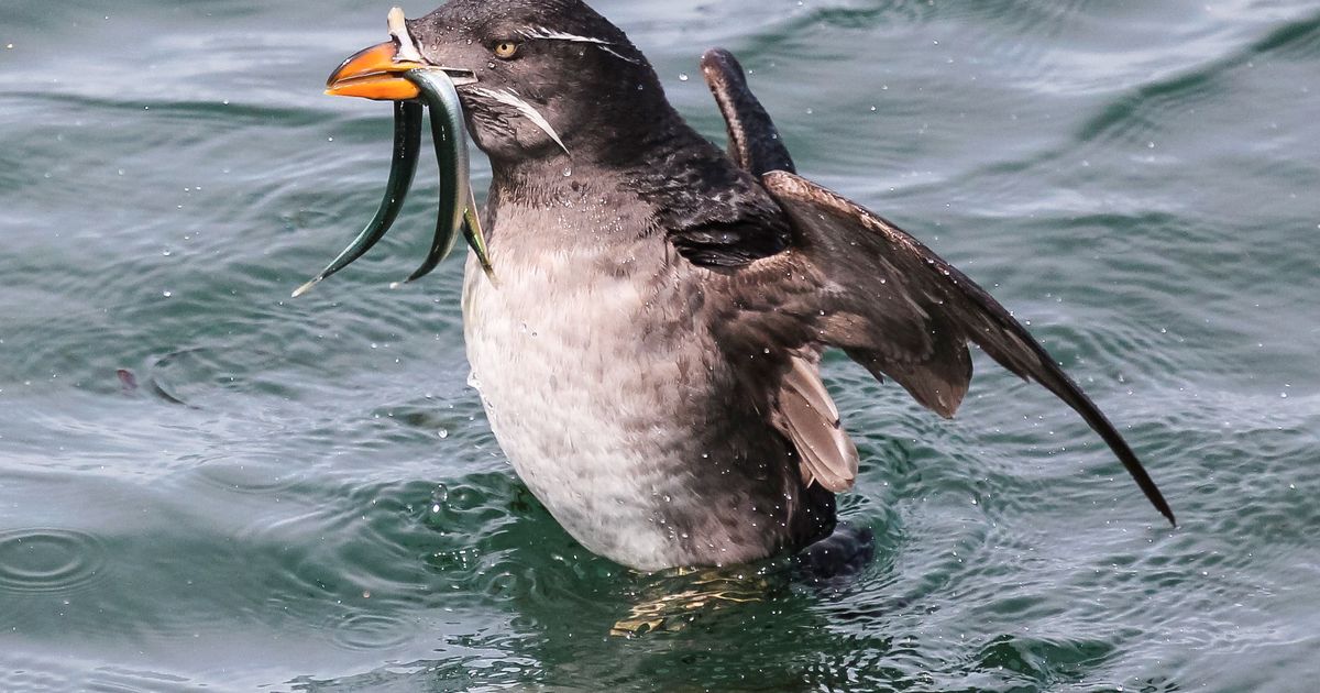 Forage fish off West Coast get new protection from commercial fishing ...