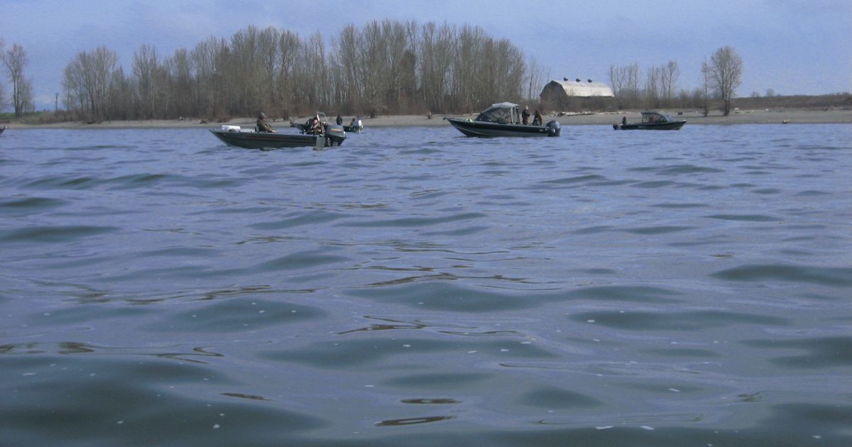 Cowlitz and Kalama rivers spring chinook returns ahead of last season ...