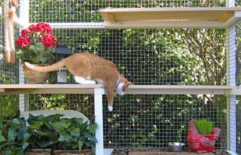 Want to spoil your cat? Build a DIY cat patio | The Seattle Times