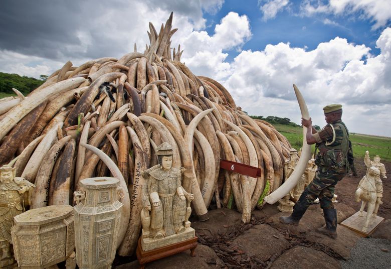 Elephant Tusks Poaching