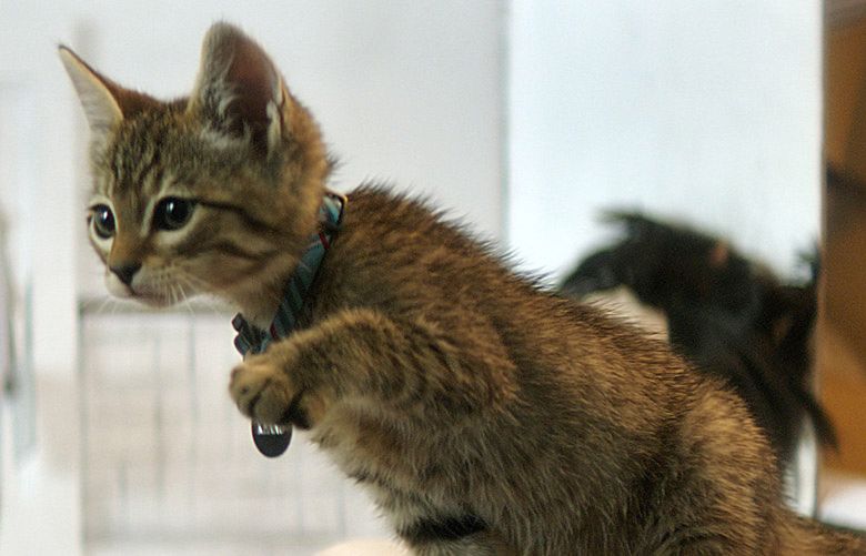 ‘Keanu’: a funny caper with comedic duo Key and Peele — and one cute ...