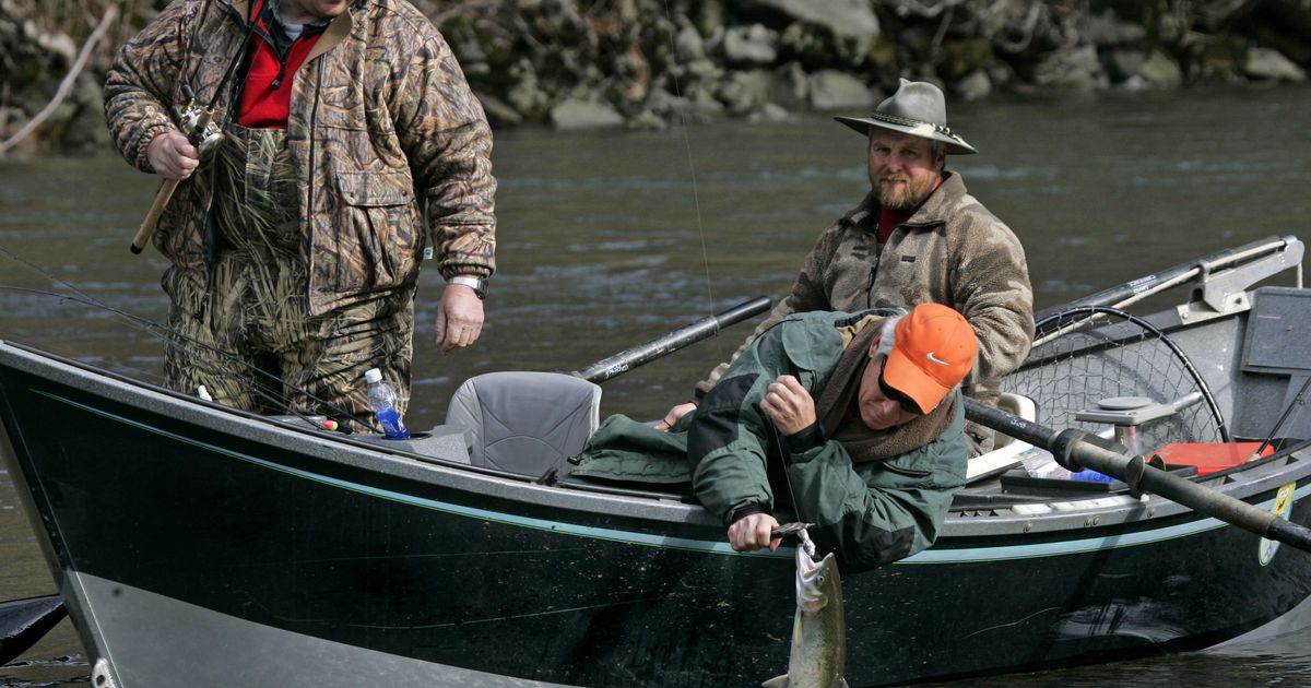 Cowlitz River steelhead catch spotty with no immediate improvement ...