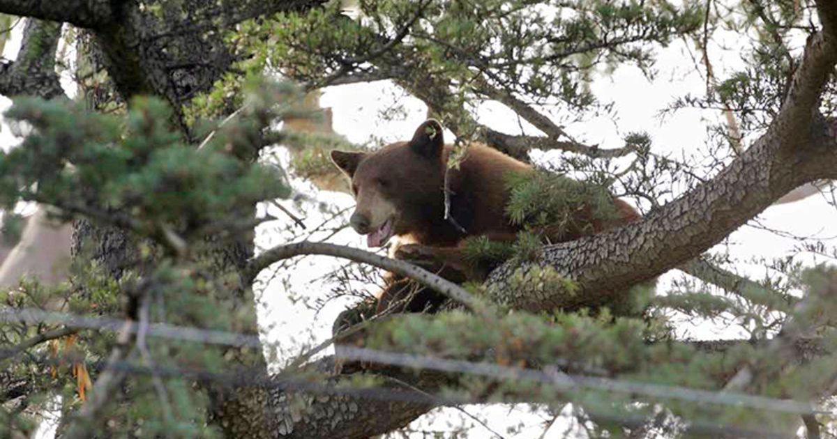 Bear causes ruckus in Southern California foothill suburb | The Seattle ...