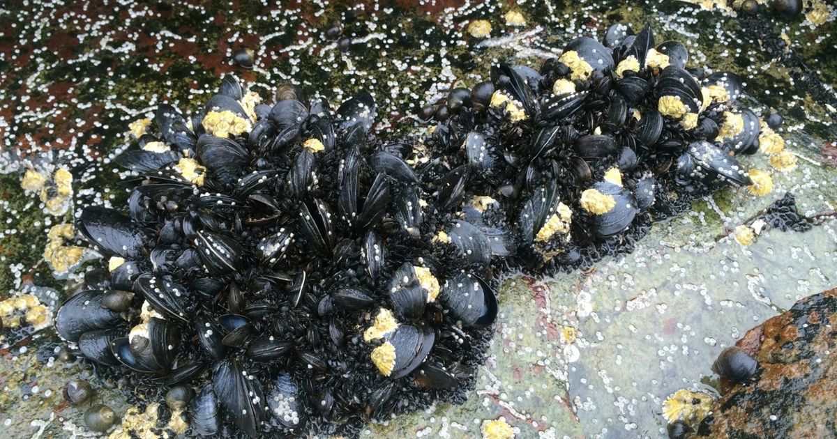 Scientists: Mussels, without noses, use smell to find homes | The ...
