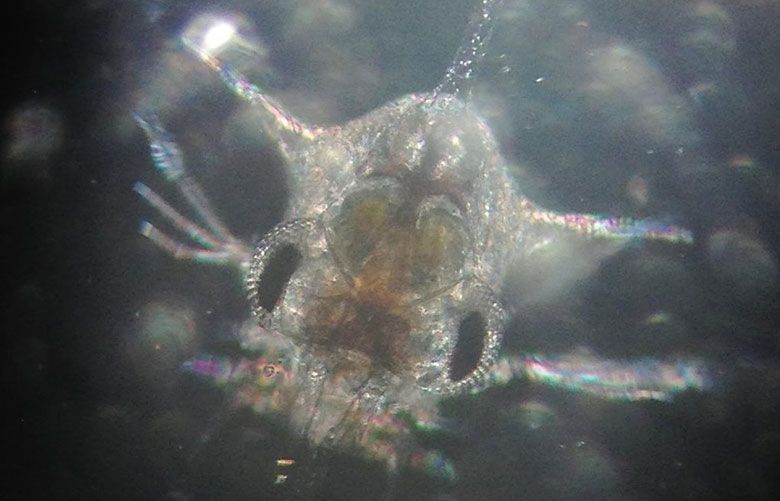 NOAA: Dungeness crab in peril from acidification | The Seattle Times