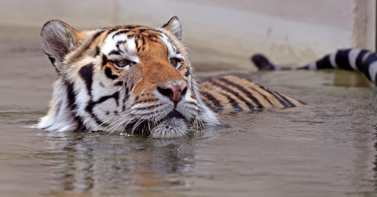 PETA asks LSU to stop using captive tigers as mascots | The Seattle Times