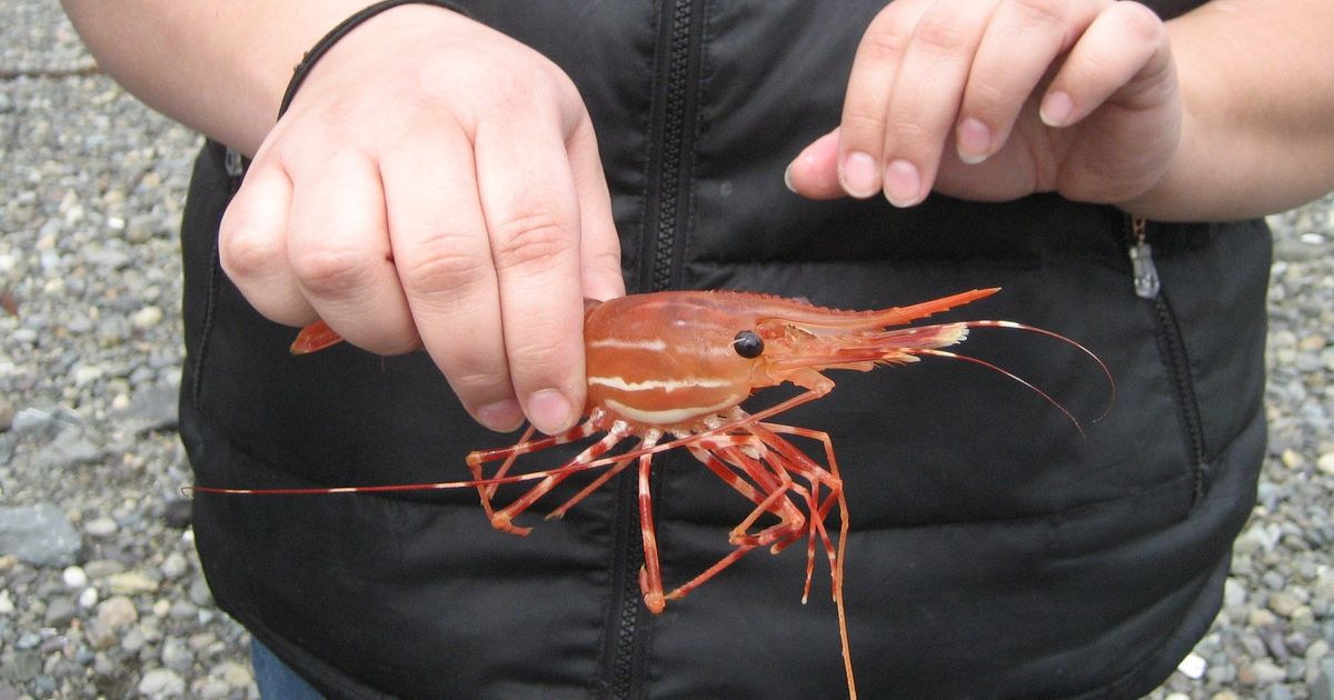 Prized spot shrimp fishing reopens Saturday in southern San Juan ...