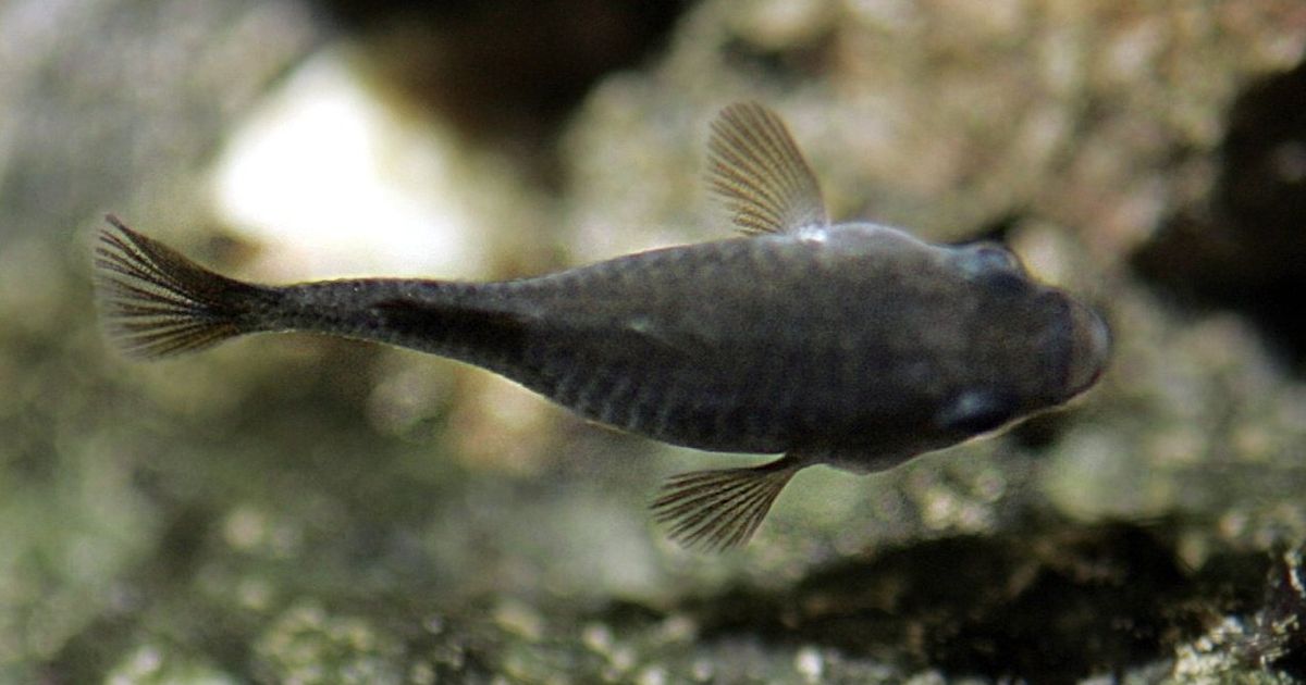 Guns, beer and vomit: Rampage leaves endangered fish dead in Death ...