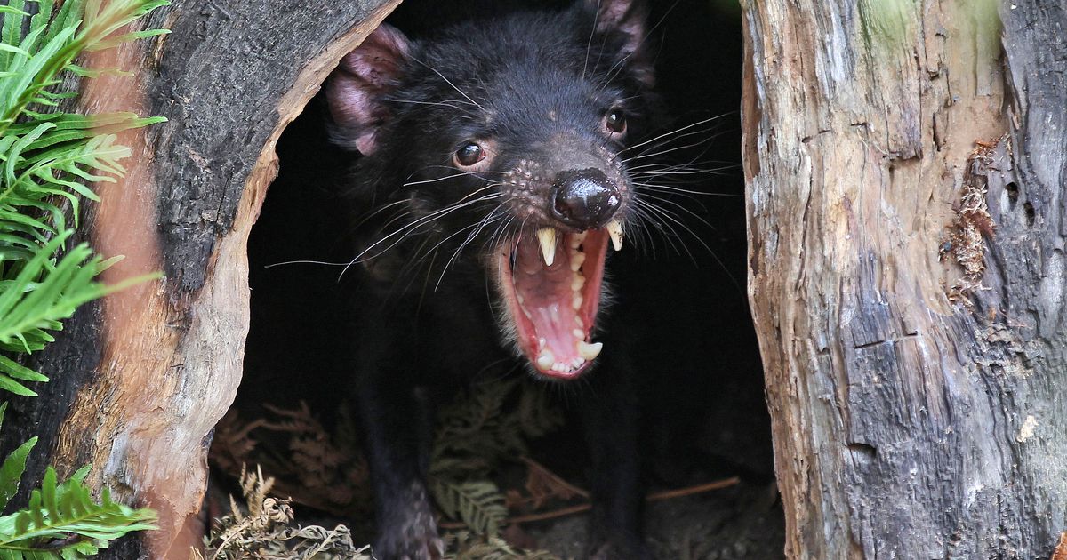 Saving devils, in a single disease-free corner of Tasmania | The ...