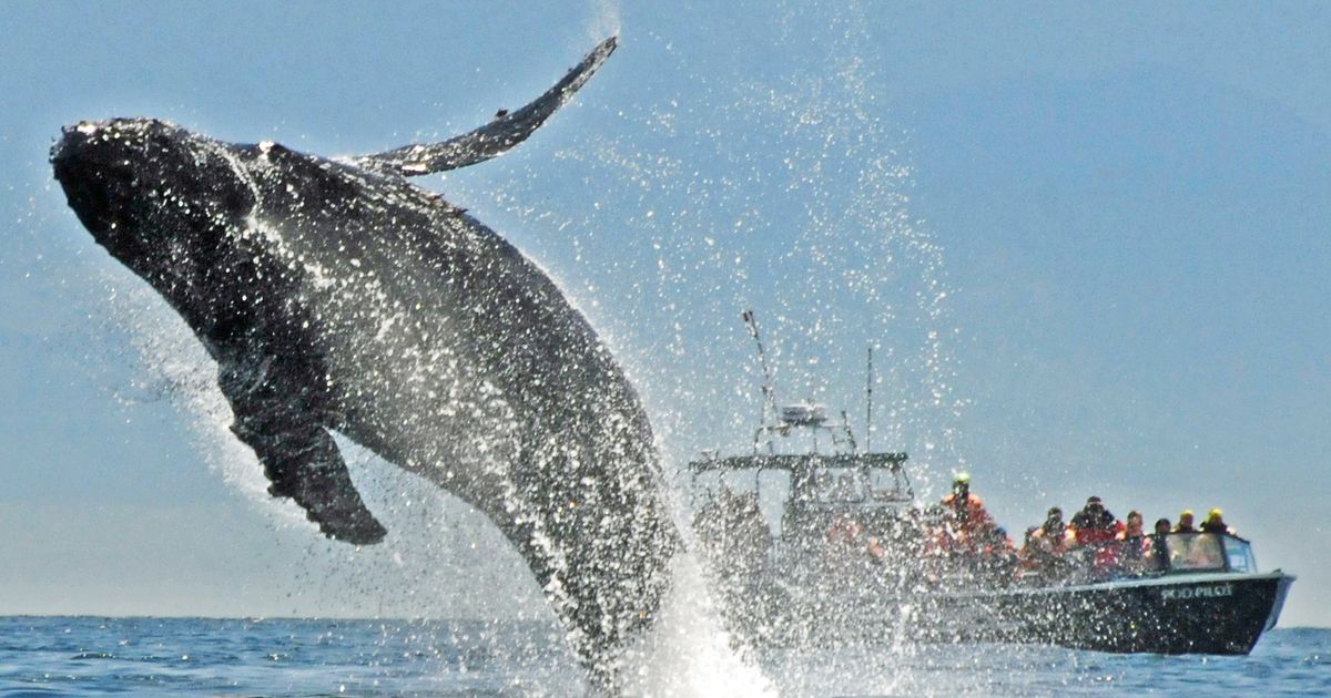 Reader’s Lens | One whale of a breaching photo | The Seattle Times