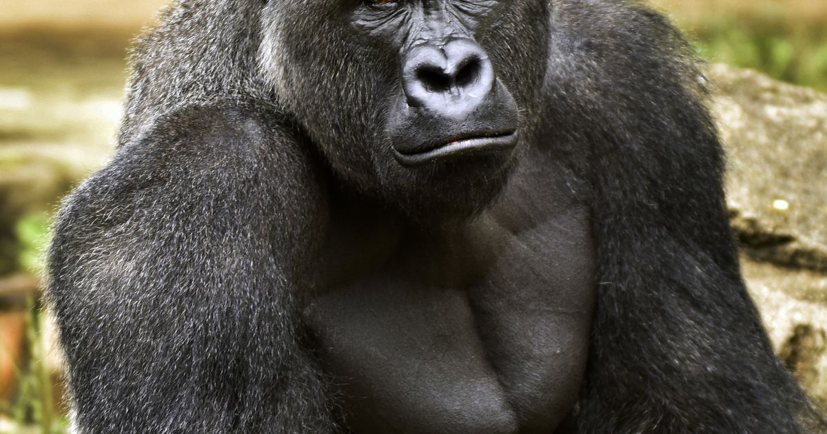 Zoo dangerous-animal squads arm for a weighty responsibility | The ...