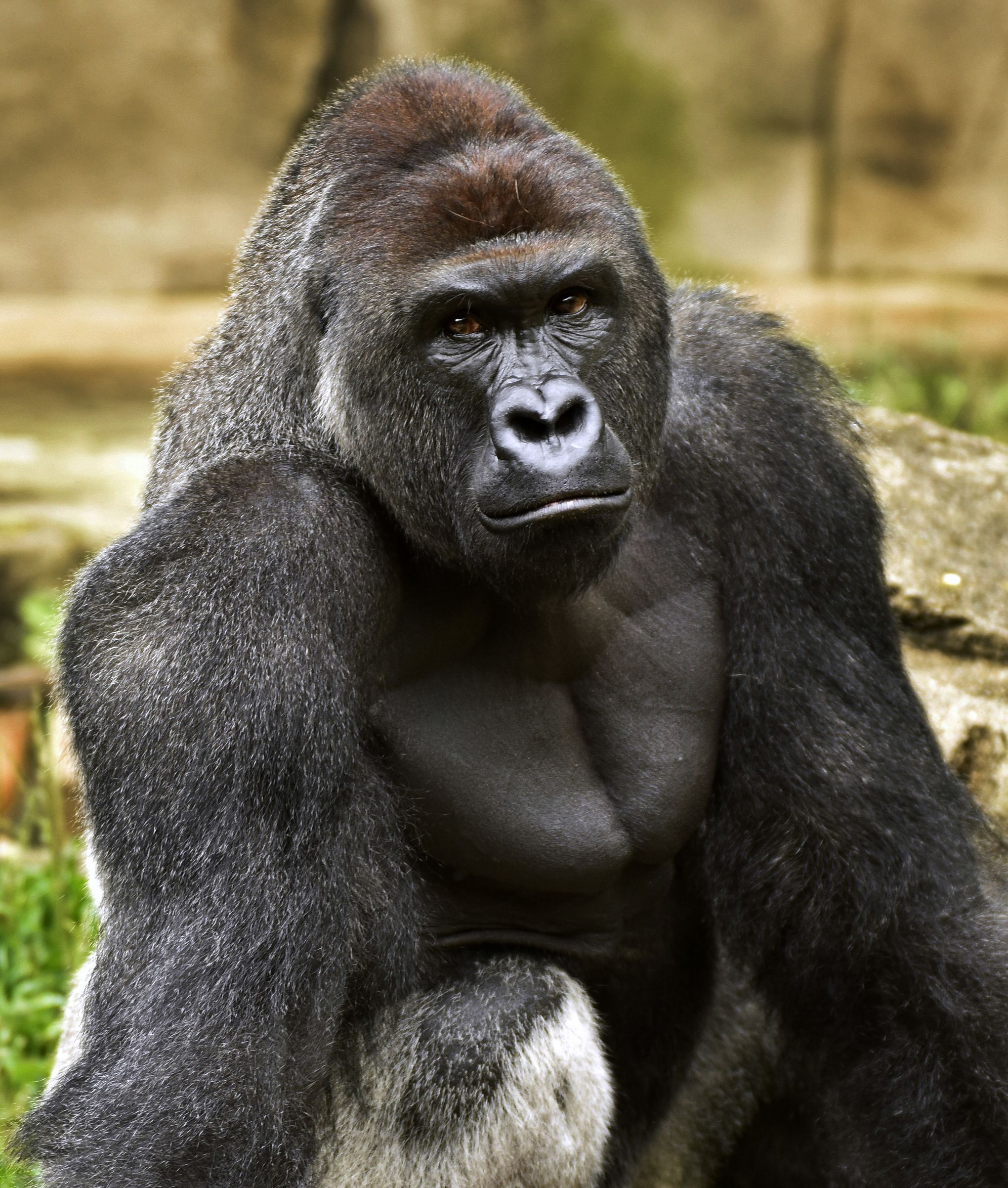 Pet Silverback Gorilla