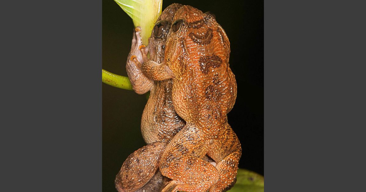 For the Kermit Sutra? New mating position reported for frogs | The ...
