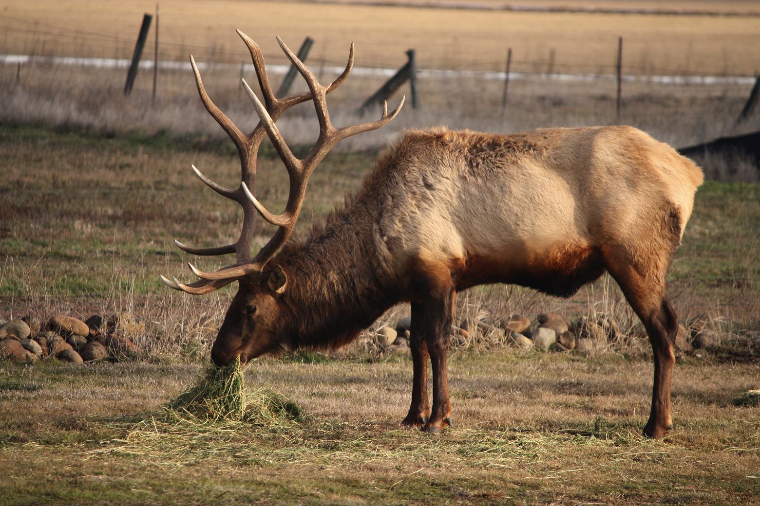 Birds, beavers, bats and rats: Seattle’s urban wildlife thrives | The ...