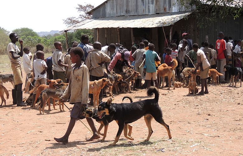 WSU vaccinates dogs to help eradicate rabies from Africa | The Seattle ...