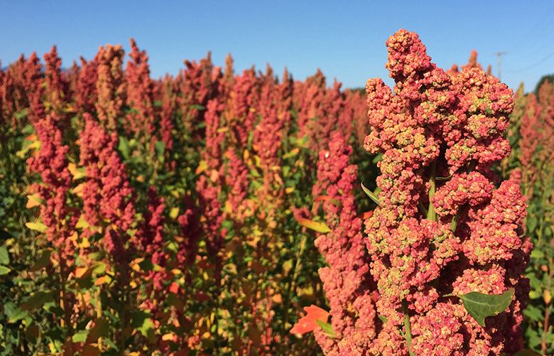 Quinoa comes to the Northwest | The Seattle Times