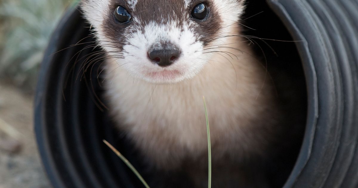 Black-footed ferrets return to where they held out in wild | The ...