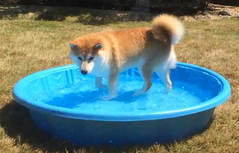 Birds do it, bees do it: animal cooling strategies to beat the heat ...