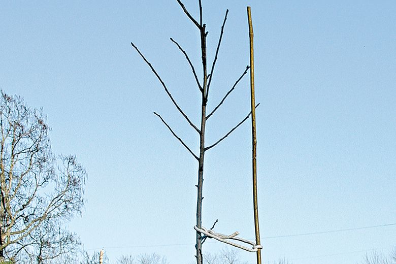 Staking trees: Do it only if needed, and do it right | The Seattle Times