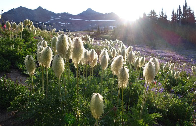 The most ‘wow-worthy’ Pacific Crest Trail hikes in Washington | The ...