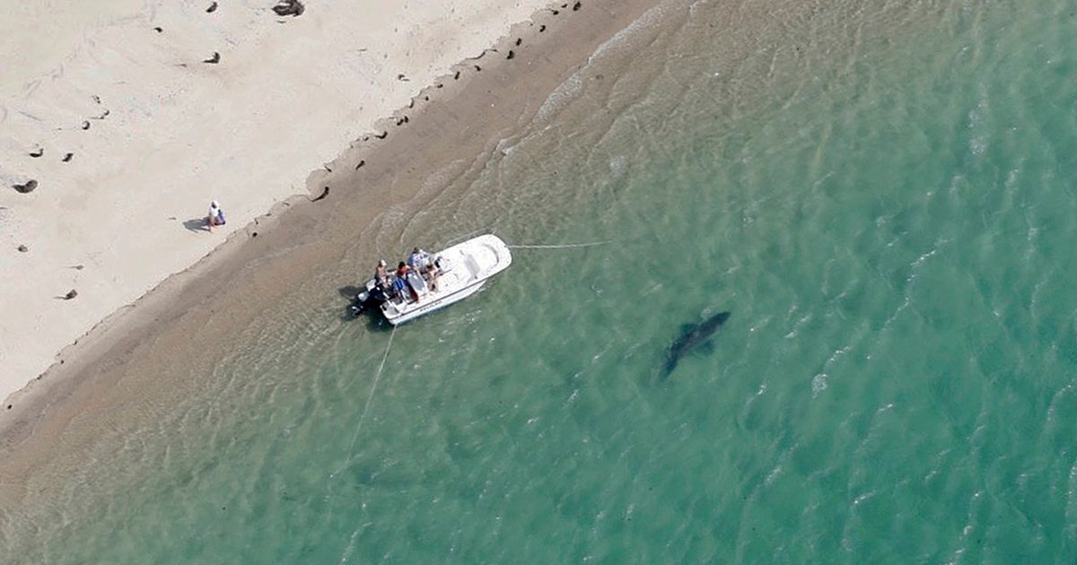 Researchers seeing more sharks up and down the East Coast | The Seattle ...
