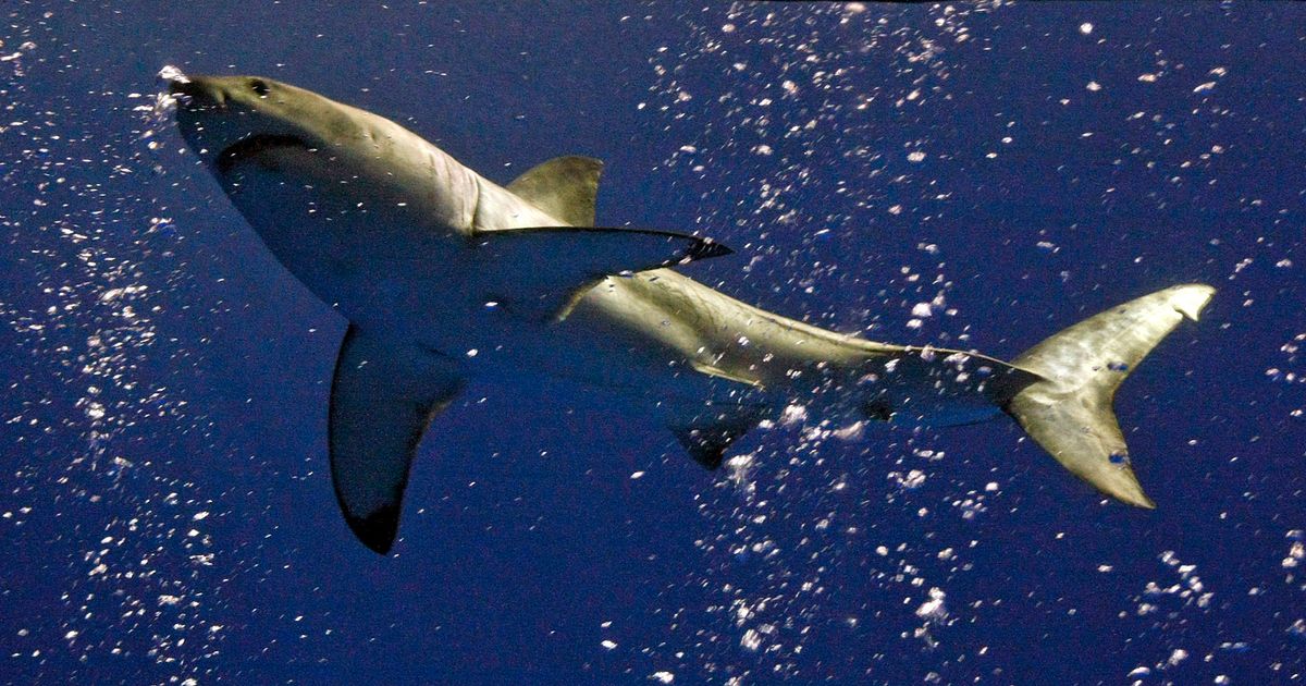 Scientists hope new shark cam gives insight to deep dives | The Seattle ...