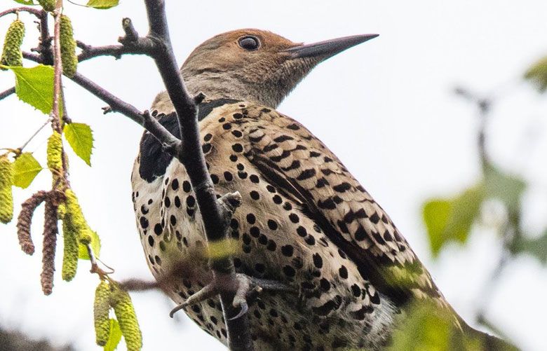 Birds flock to native forest restored at Discovery Park. But will it ...