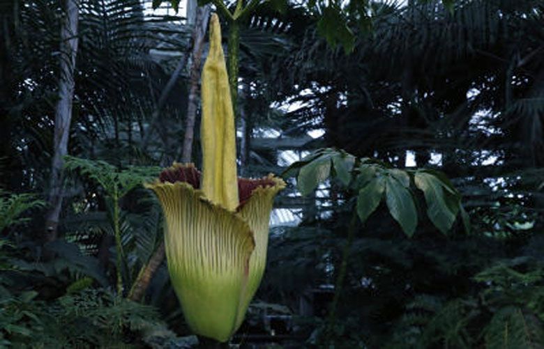 Rare, foul-smelling ‘corpse flower’ blooms in New York City | The ...