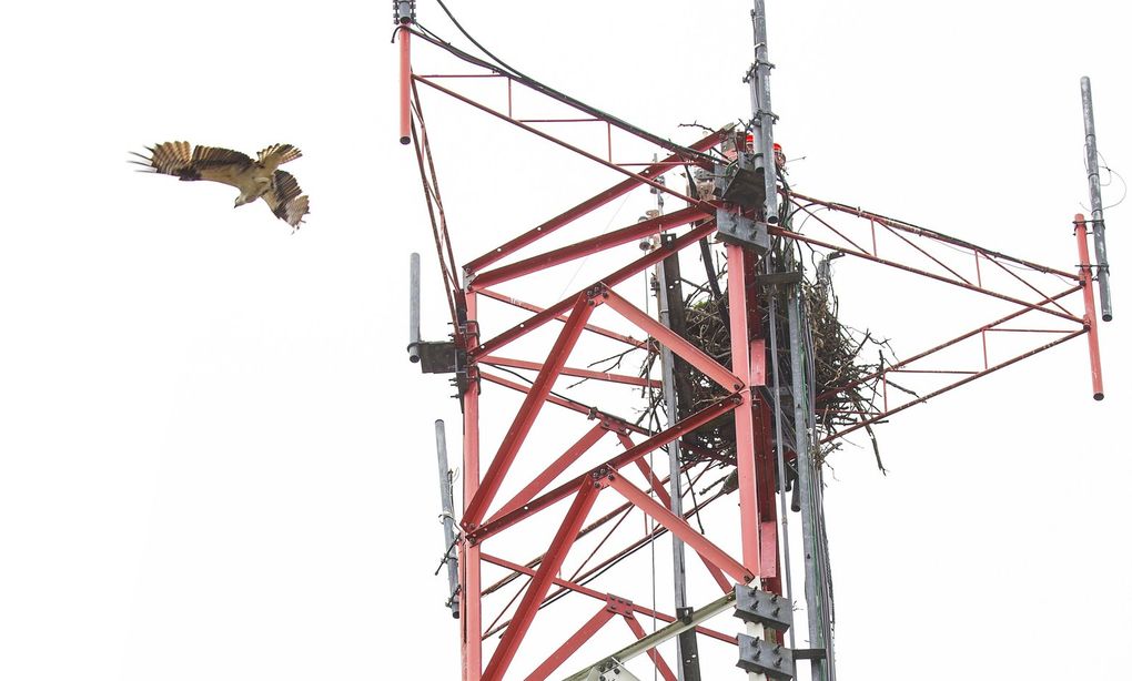 Weird tales about Seattle’s urban animals: an 8-foot sturgeon, a ‘top ...