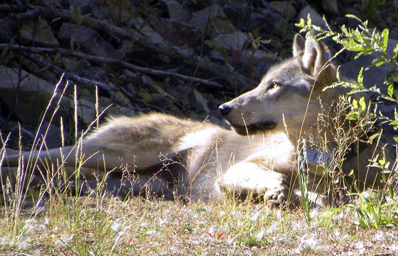 More wolves killed because of the sacred cow at the public trough | The ...