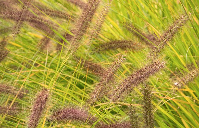 Graceful Ornamental Grasses Will Add Motion And Texture To Your Garden The Seattle Times