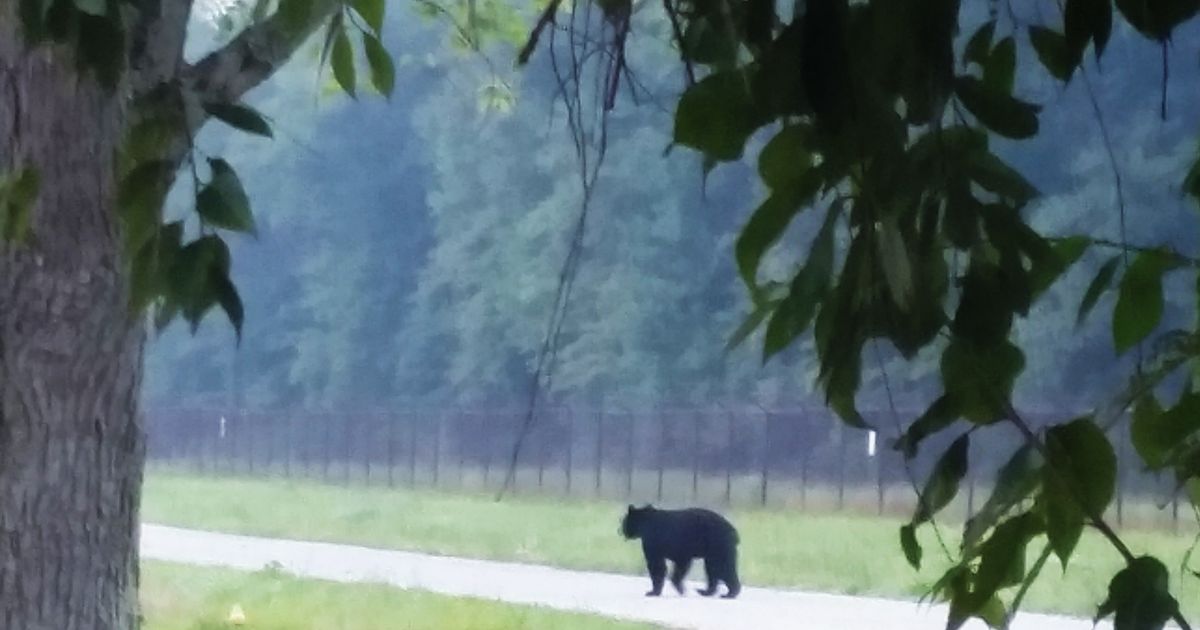 2 recent sightings in Indiana signal return of black bears | The ...