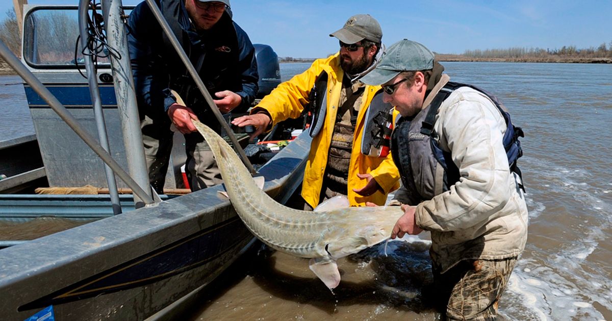 APNewsBreak: Officials skeptical $57M fish project will work | The ...