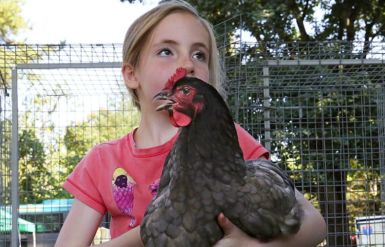 Backyard Chicken Pageant: pride, plumage — and Beyoncé | The Seattle Times