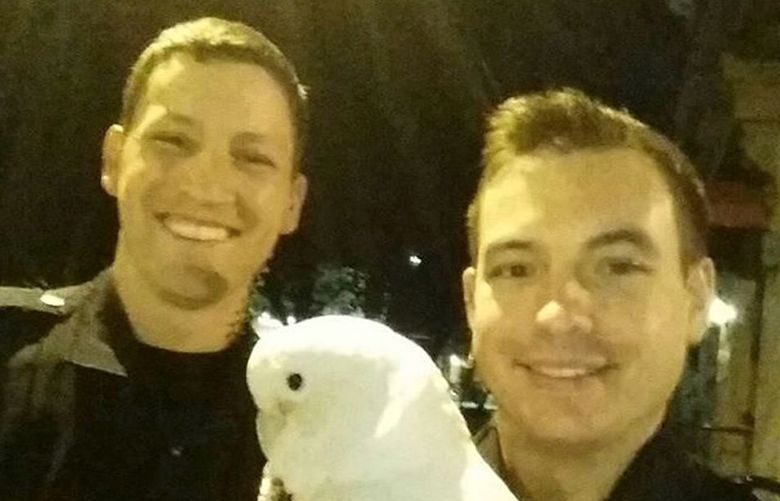 ‘Car-surfing’ cockatoo reunited with owner in Seattle | The Seattle Times