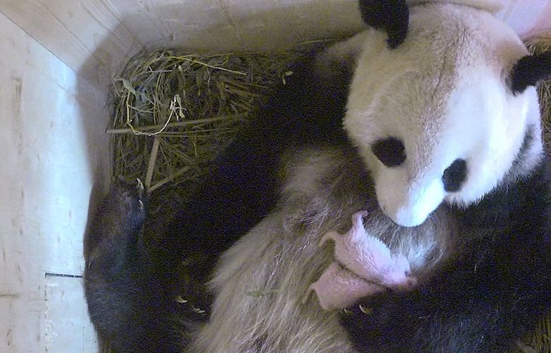 Surprise! Giant panda produces twins at Vienna Zoo | The Seattle Times